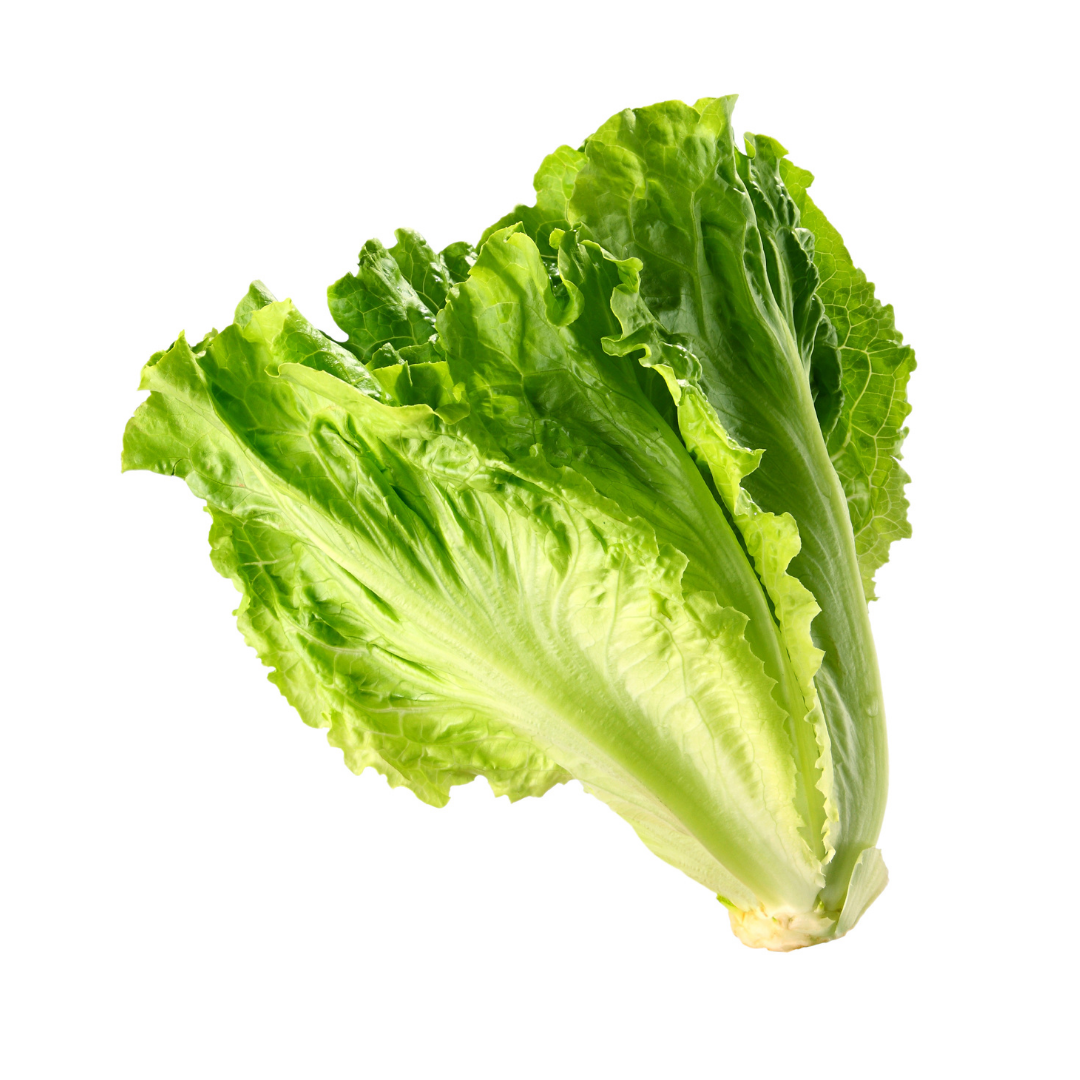 Laitue - Mouvement J’aime les fruits et légumes