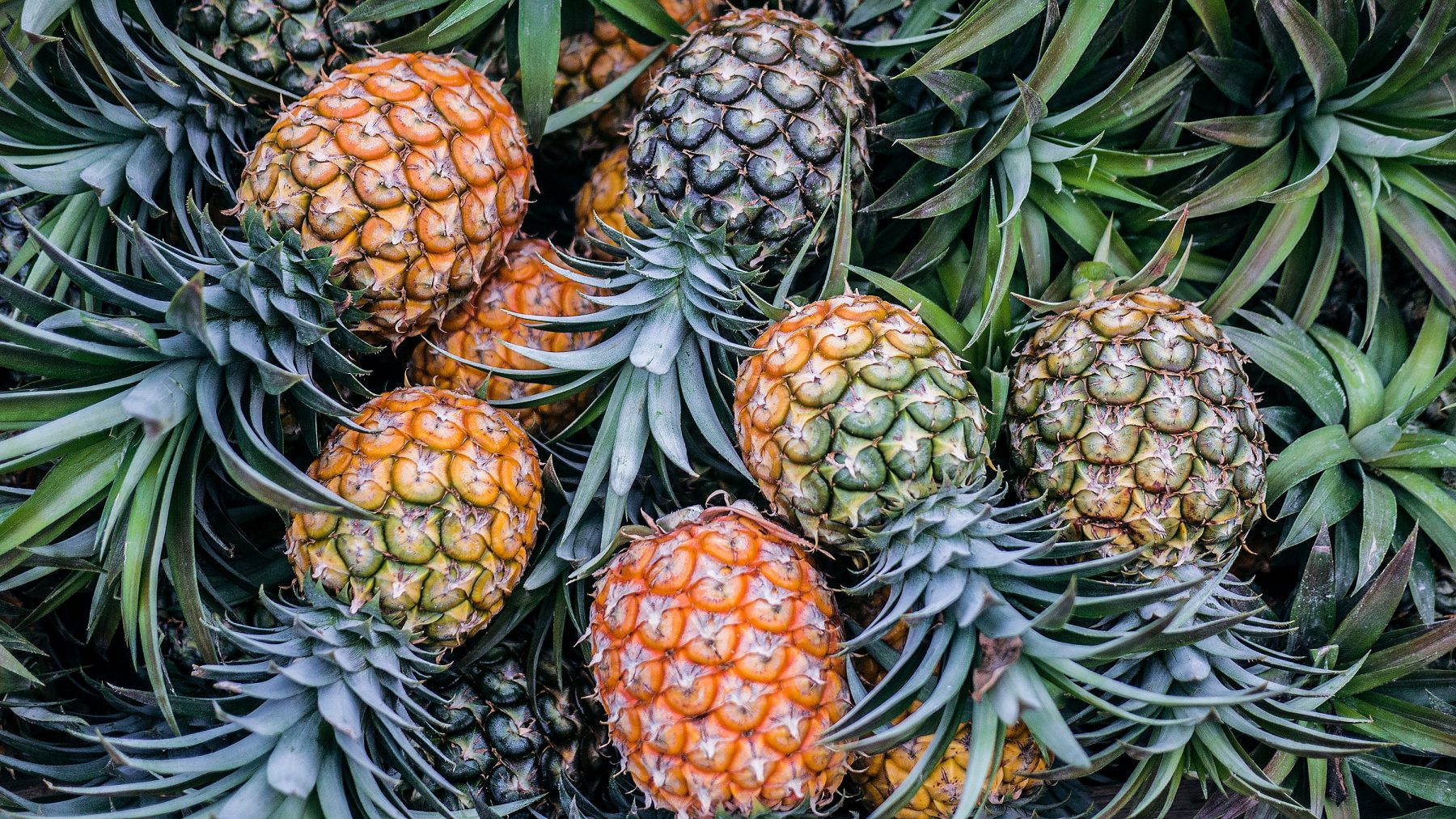 Ananas Mouvement J aime Les Fruits Et L gumes