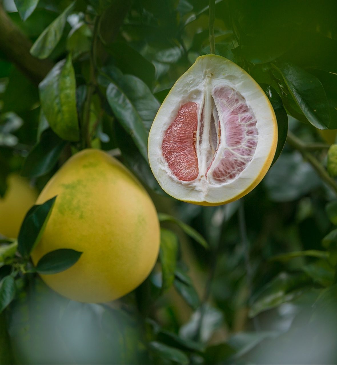 Pomélo - Mouvement J’aime les fruits et légumes